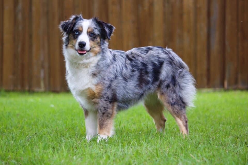 Reference Females | Vigilante Mini Aussies