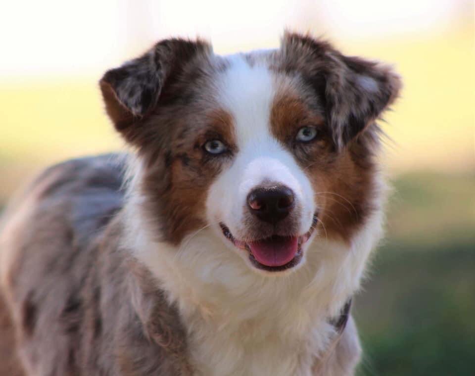 Reference Females | Vigilante Mini Aussies