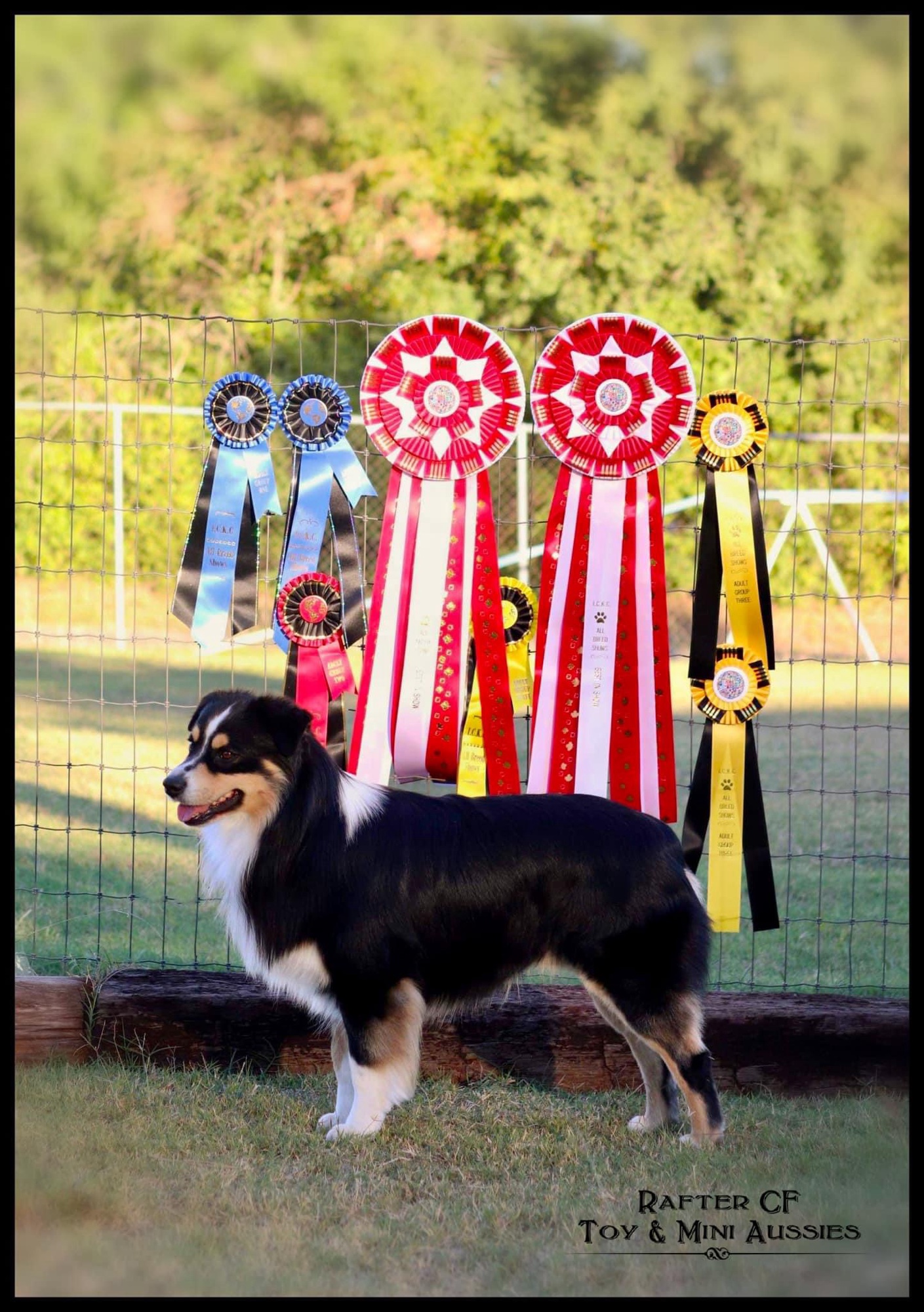 Reference Males | Vigilante Mini Aussies