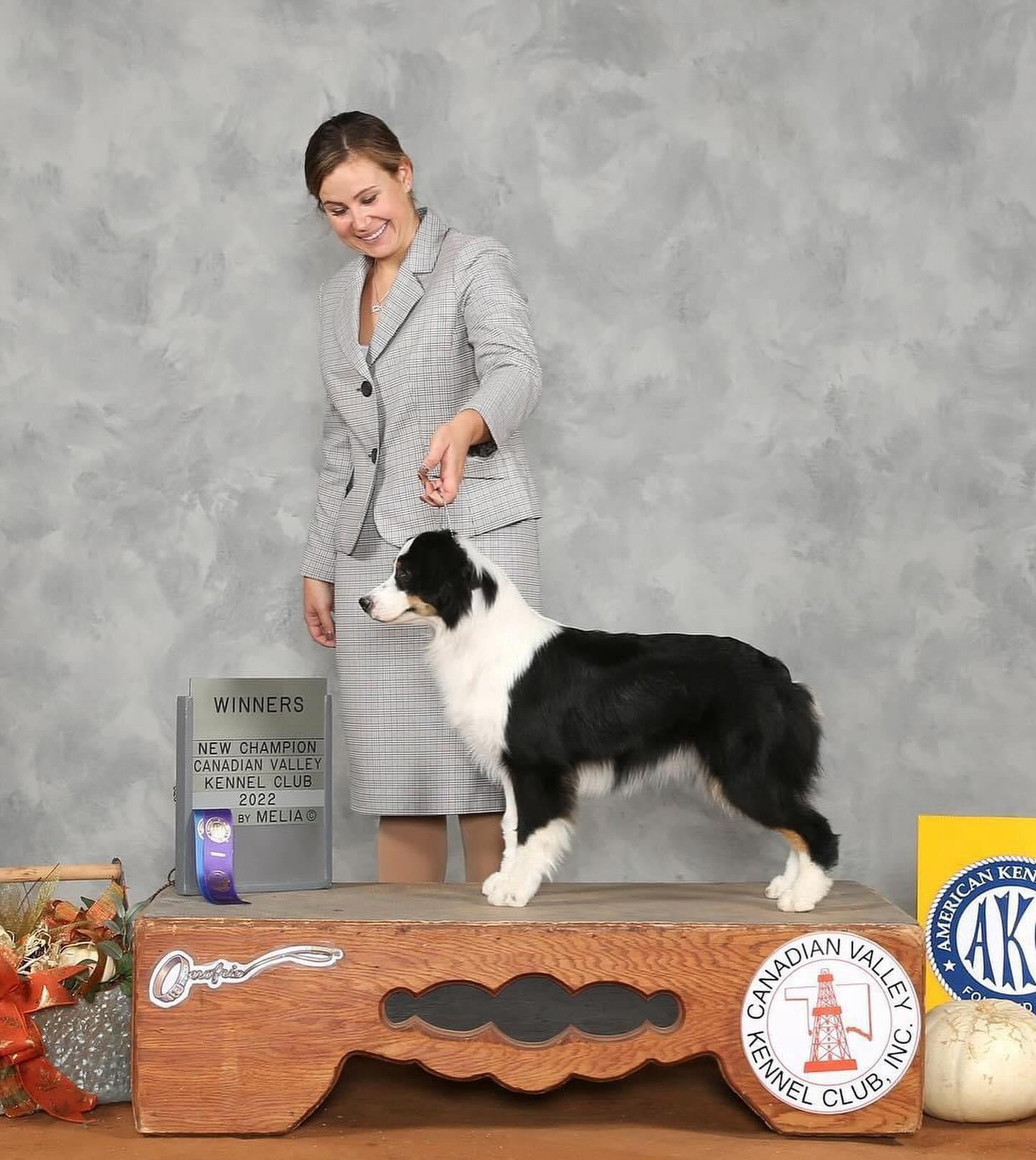 Reference Females | Vigilante Mini Aussies