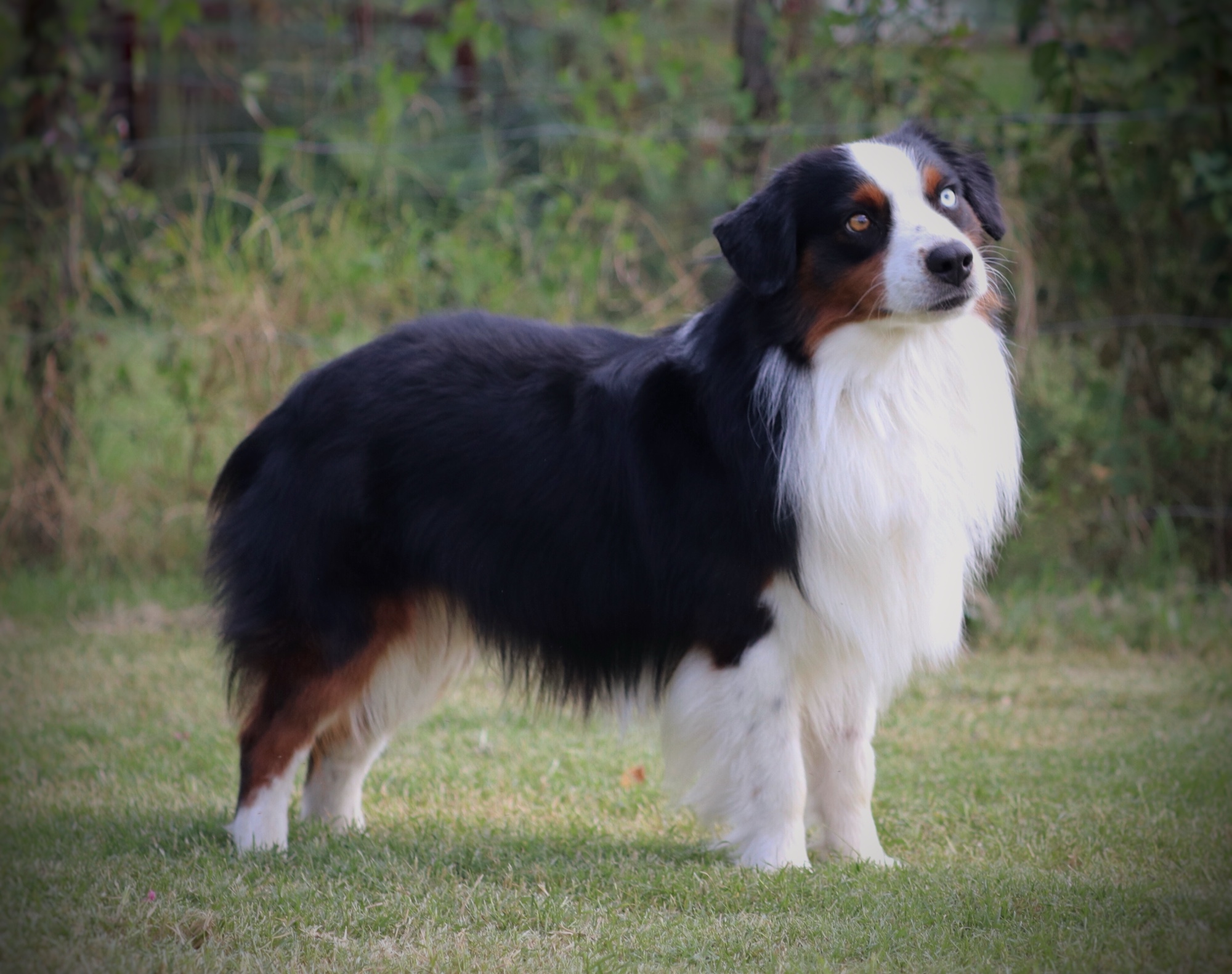 Reference Males | Vigilante Mini Aussies