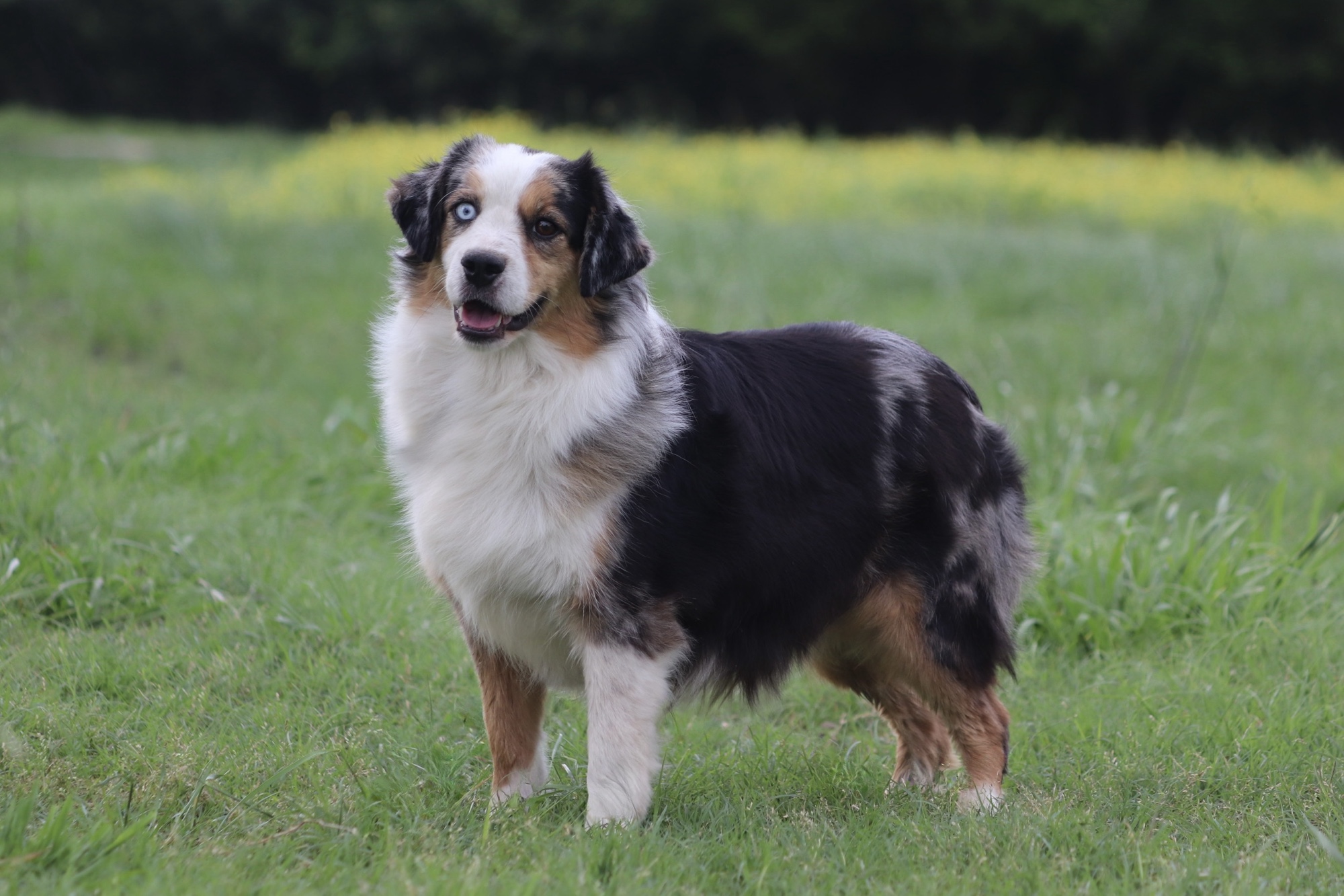 Reference Females | Vigilante Mini Aussies